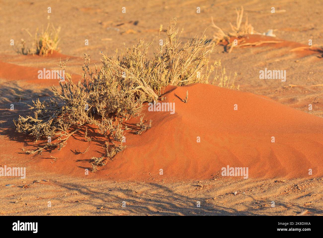Vegetation of the southern part of the Namib Desert in the Namib ...