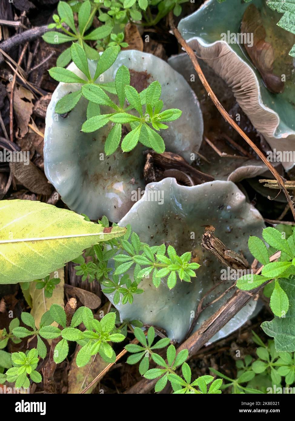 Blue fungi hi-res stock photography and images - Alamy