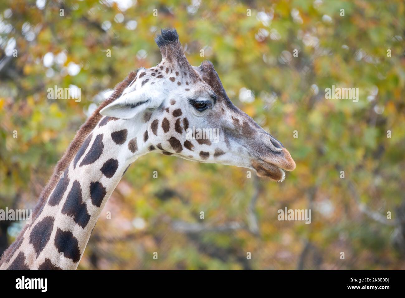 closeup head of a giraffe chewing with puckered lips and visible saliva ...