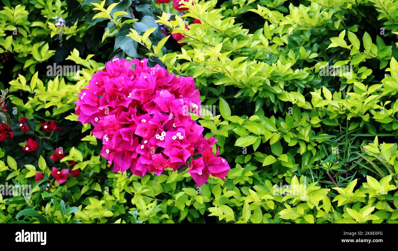 Bumblebee bush wild flowers hi-res stock photography and images - Alamy