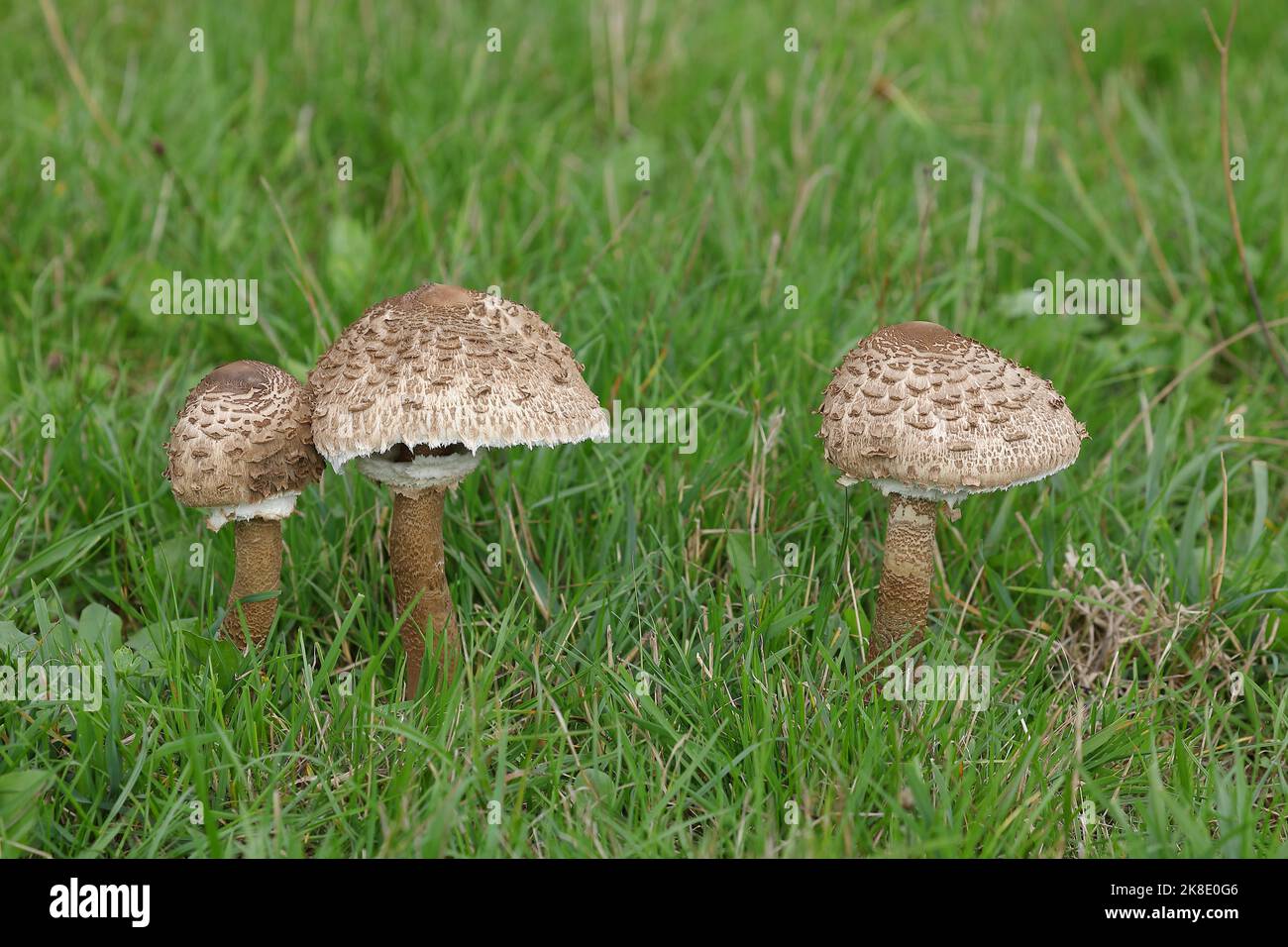 Giant umbrella mushroom or parasol mushroom (Macrolepiota procera ...