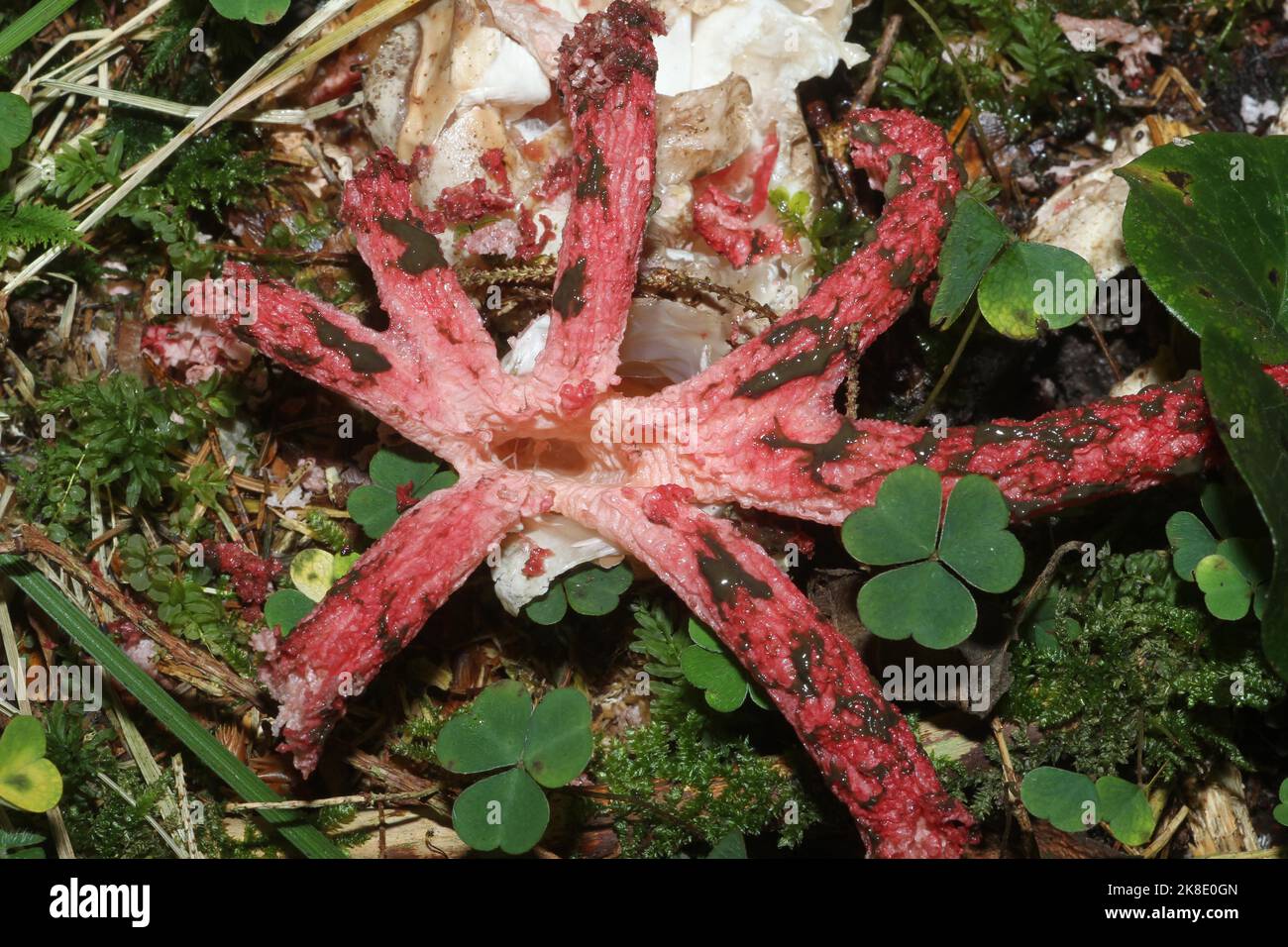 Mushroom, squid fungus (Clathrus archeri) fruiting body on the forest ...