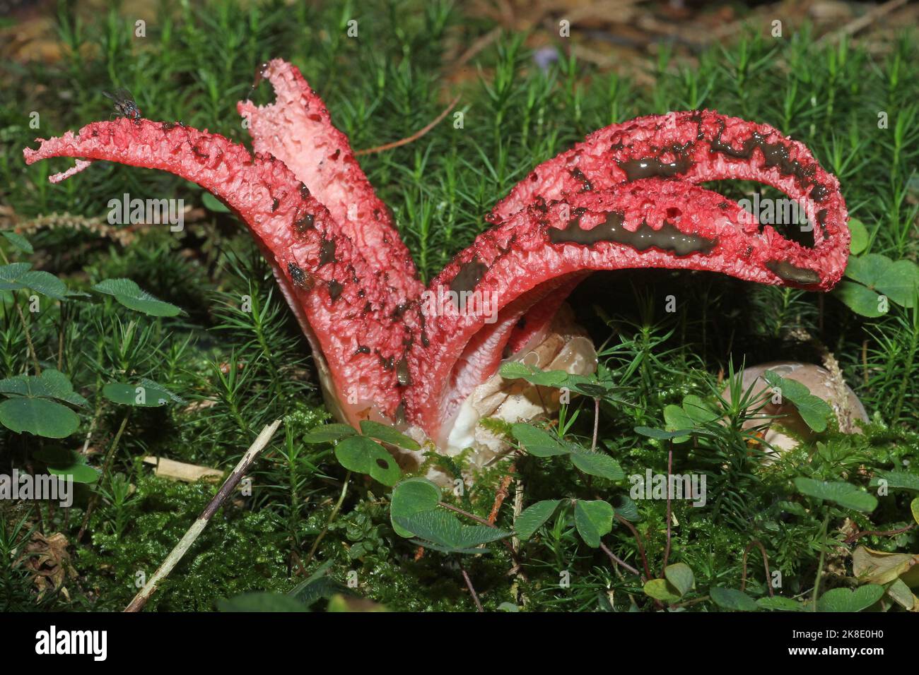Mushroom, squid fungus (Clathrus archeri) fruiting body on the forest ...