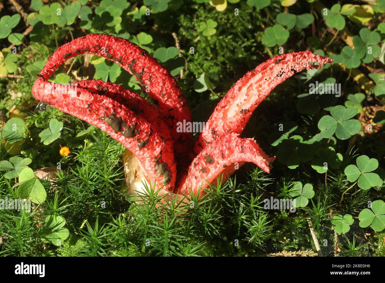 Mushroom, squid fungus (Clathrus archeri) fruiting body on the forest ...