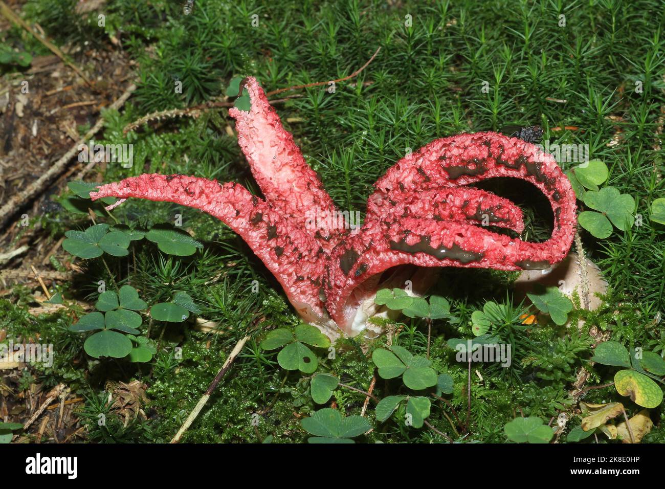 Mushroom, squid fungus (Clathrus archeri) fruiting body on the forest ...