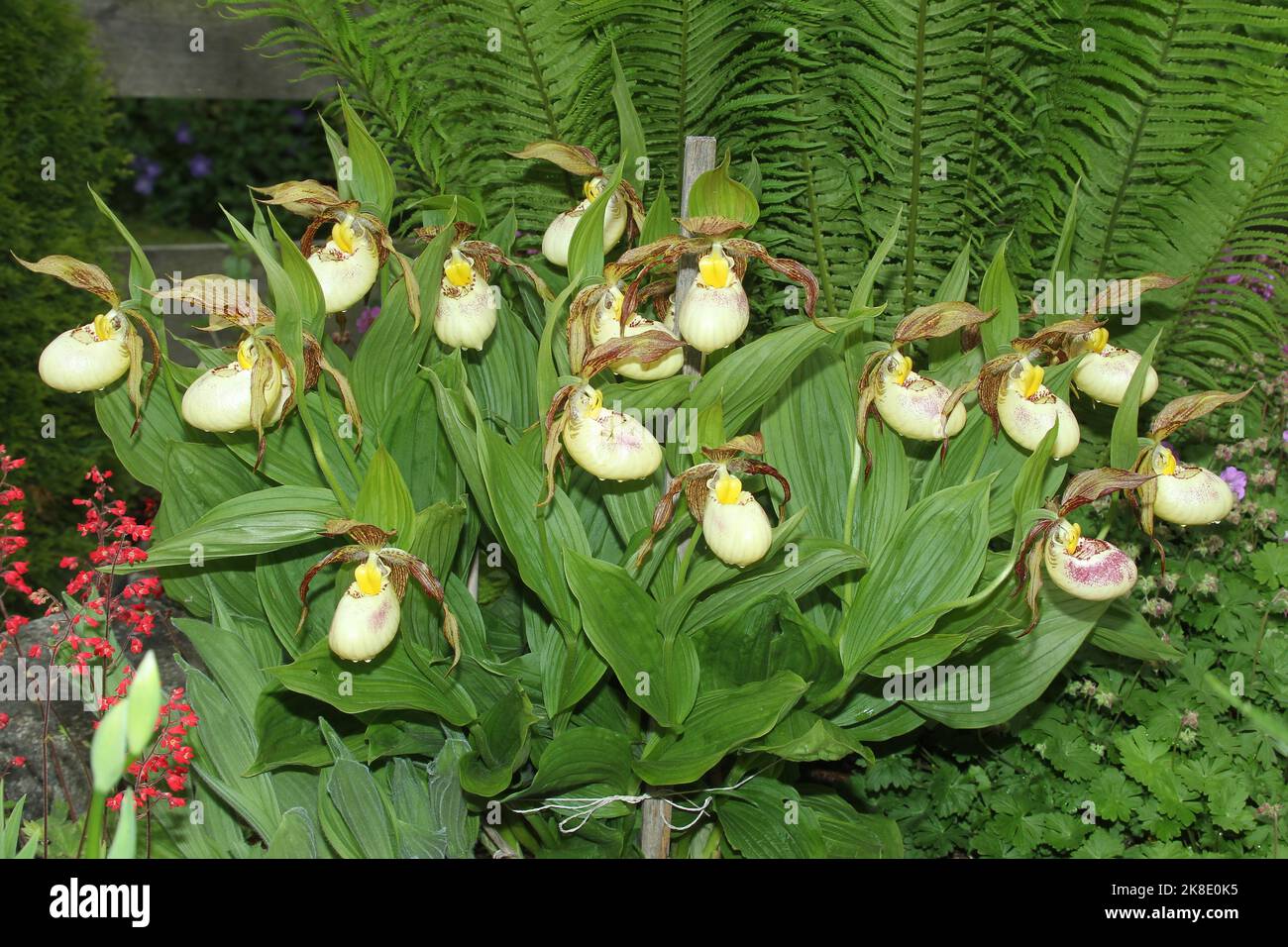 Kentucky lady's slipper southern lady's slipper (Cypripedium ...