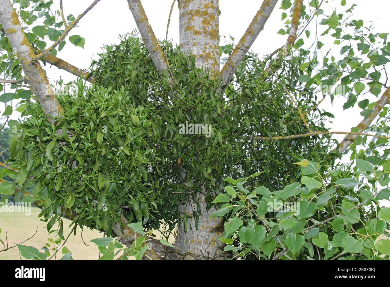 Hardwood european mistletoe (Viscum album) Parasitic plant on a poplar ...