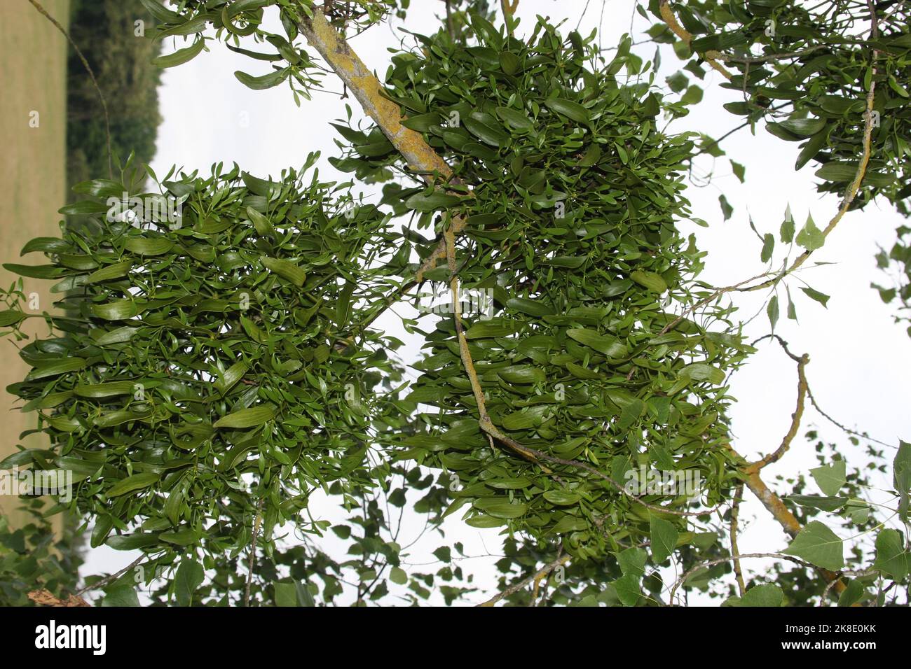 Hardwood european mistletoe (Viscum album) Parasitic plant on a poplar ...