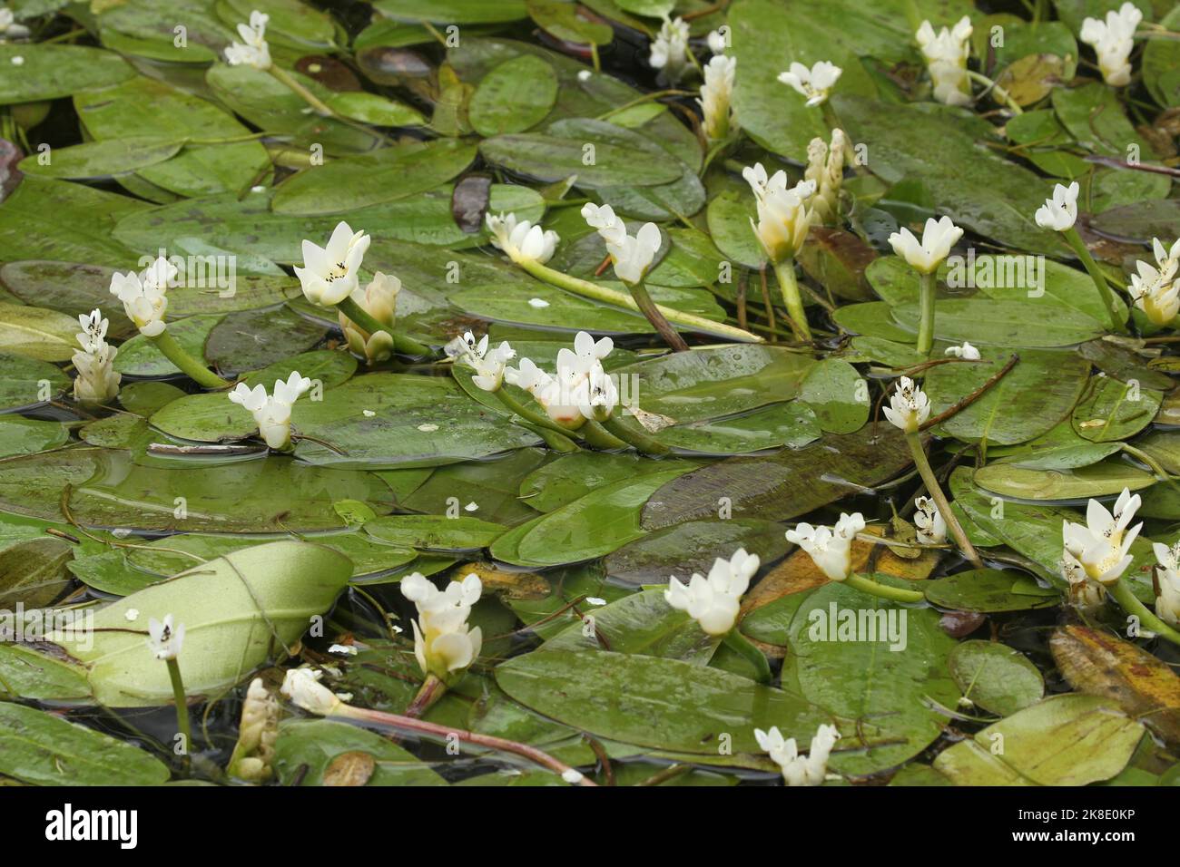 Cape-pondweed (Aponogeton distachyos) in garden pond, Allgaeu, Bavaria ...