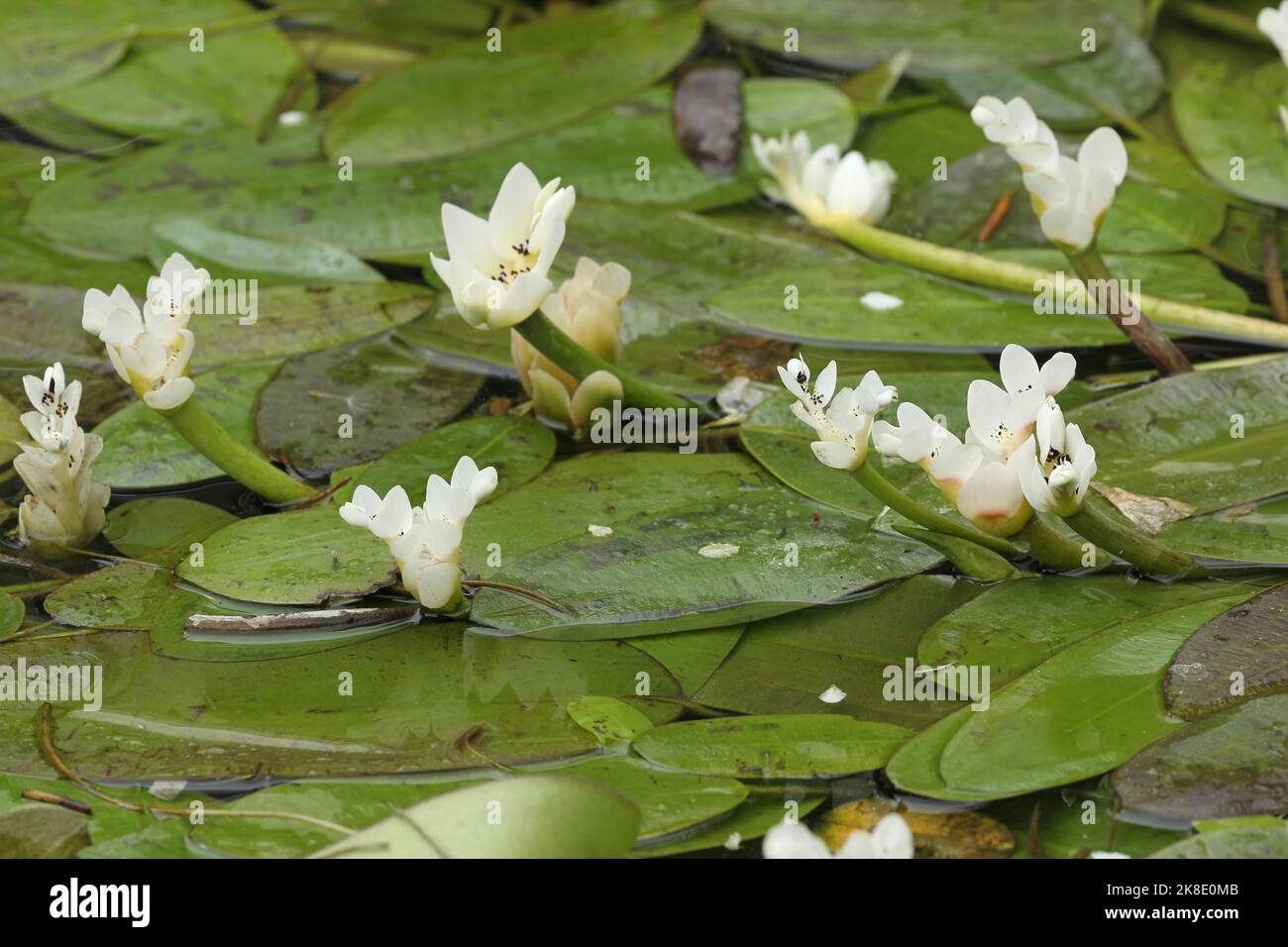 Cape-pondweed (Aponogeton distachyos) in garden pond, Allgaeu, Bavaria ...