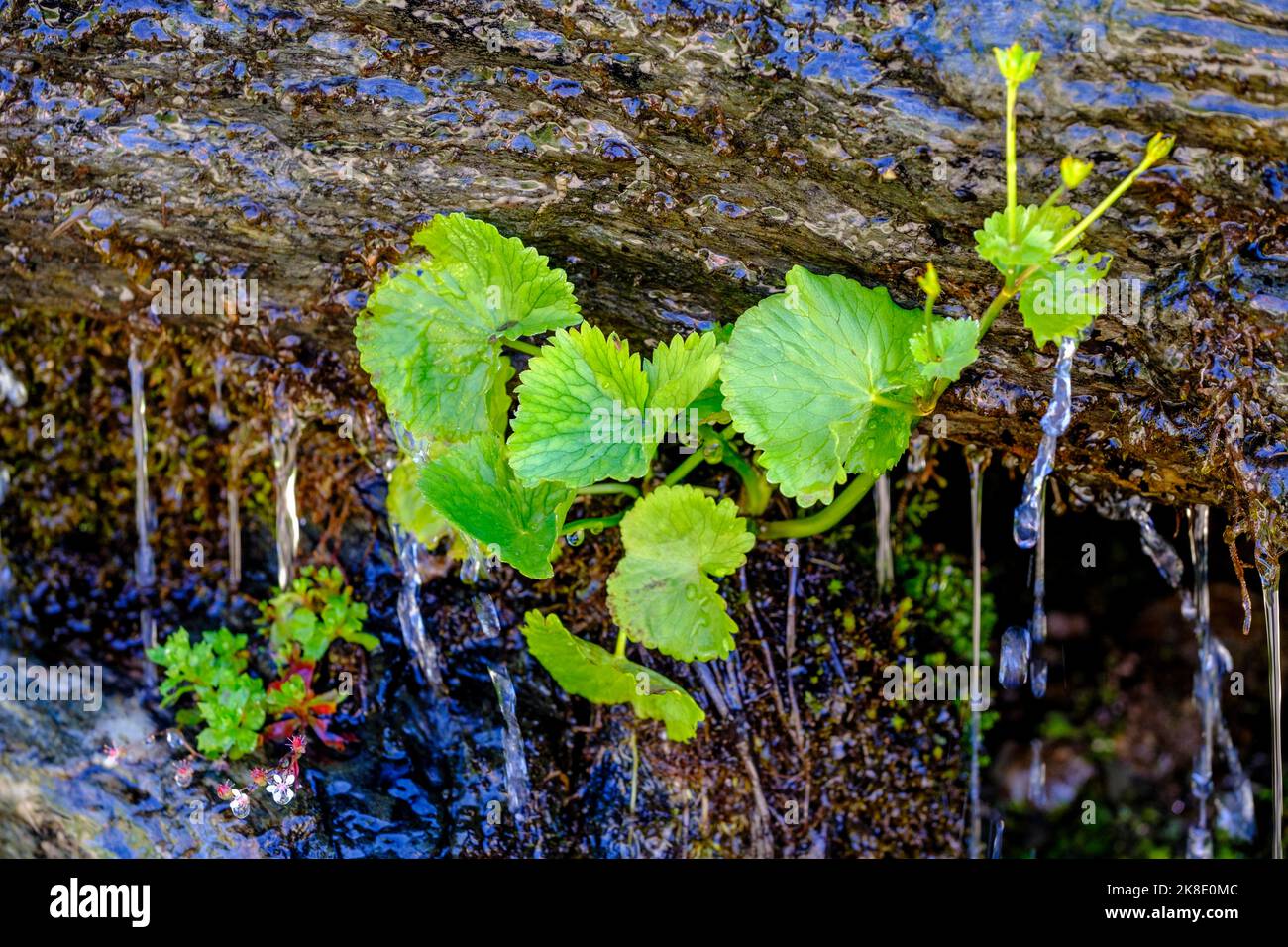 Water dripping rock hi-res stock photography and images - Alamy