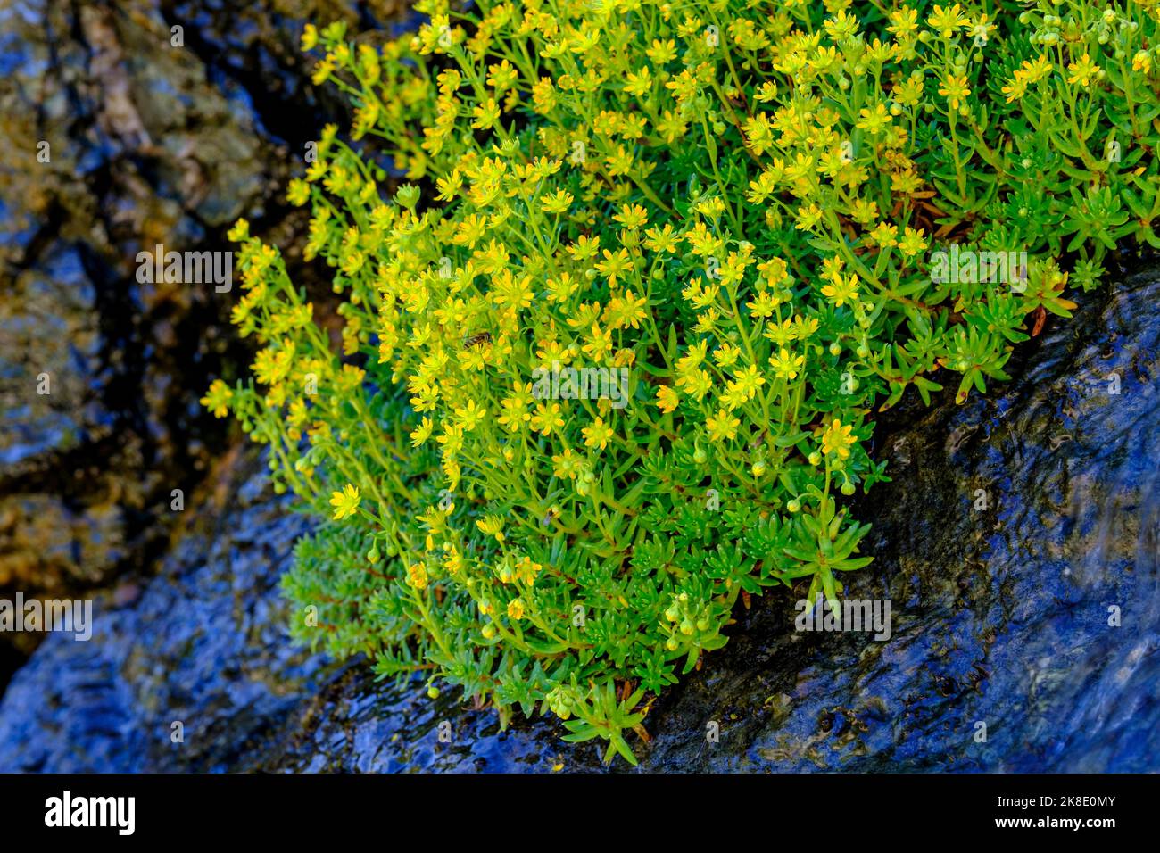 Yellow saxifrage (Saxifraga Aizoides), Hochfuegen, Zillertal, Tyrol ...