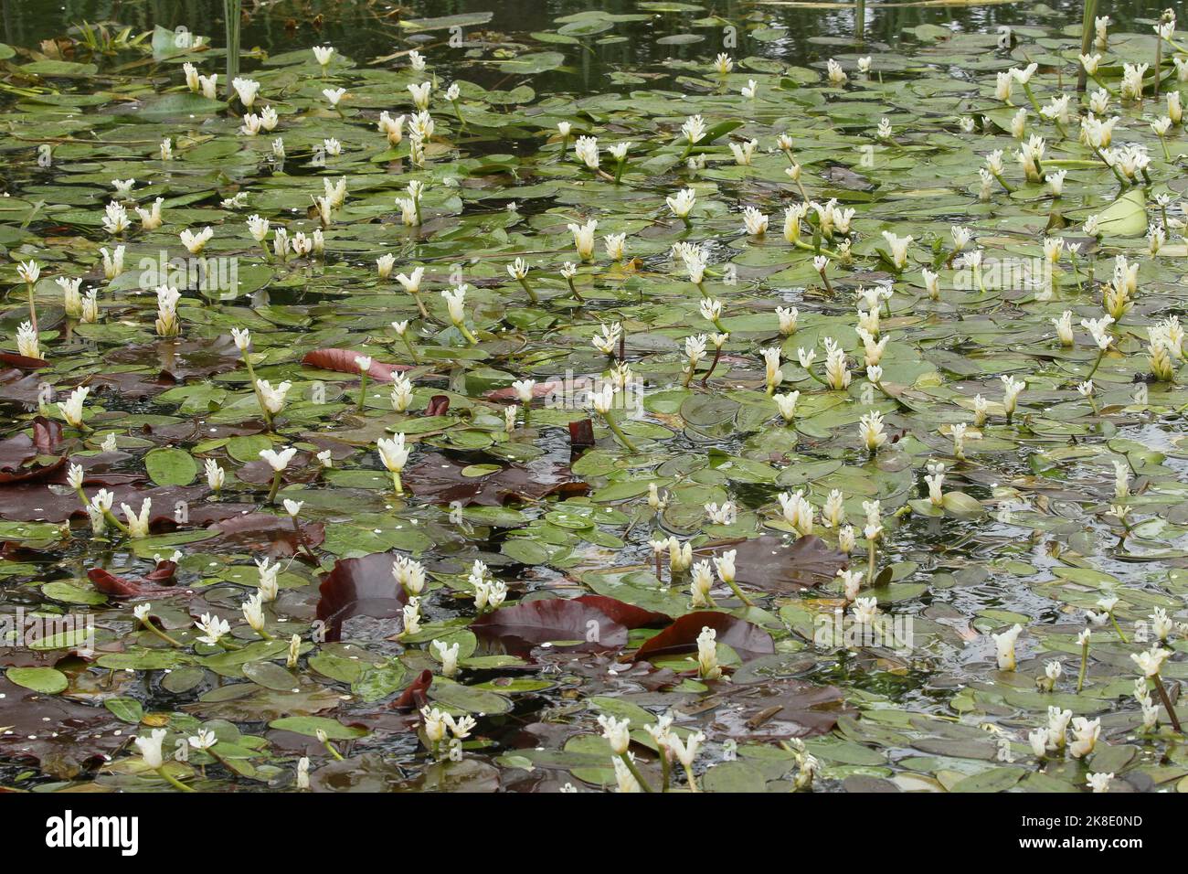 Cape-pondweed (Aponogeton distachyos) in garden pond, Allgaeu, Bavaria ...