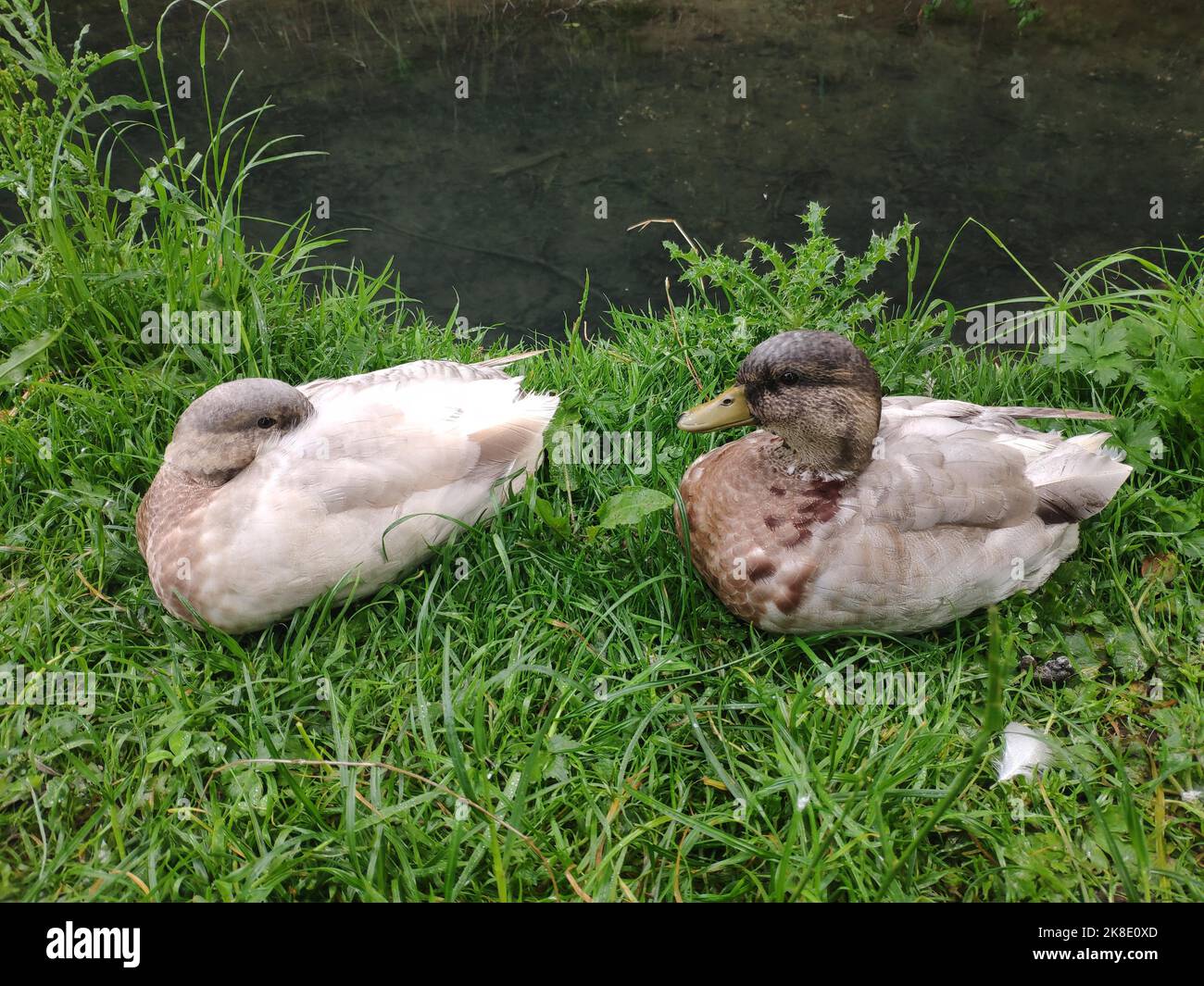 Swedish Yellow Ducks