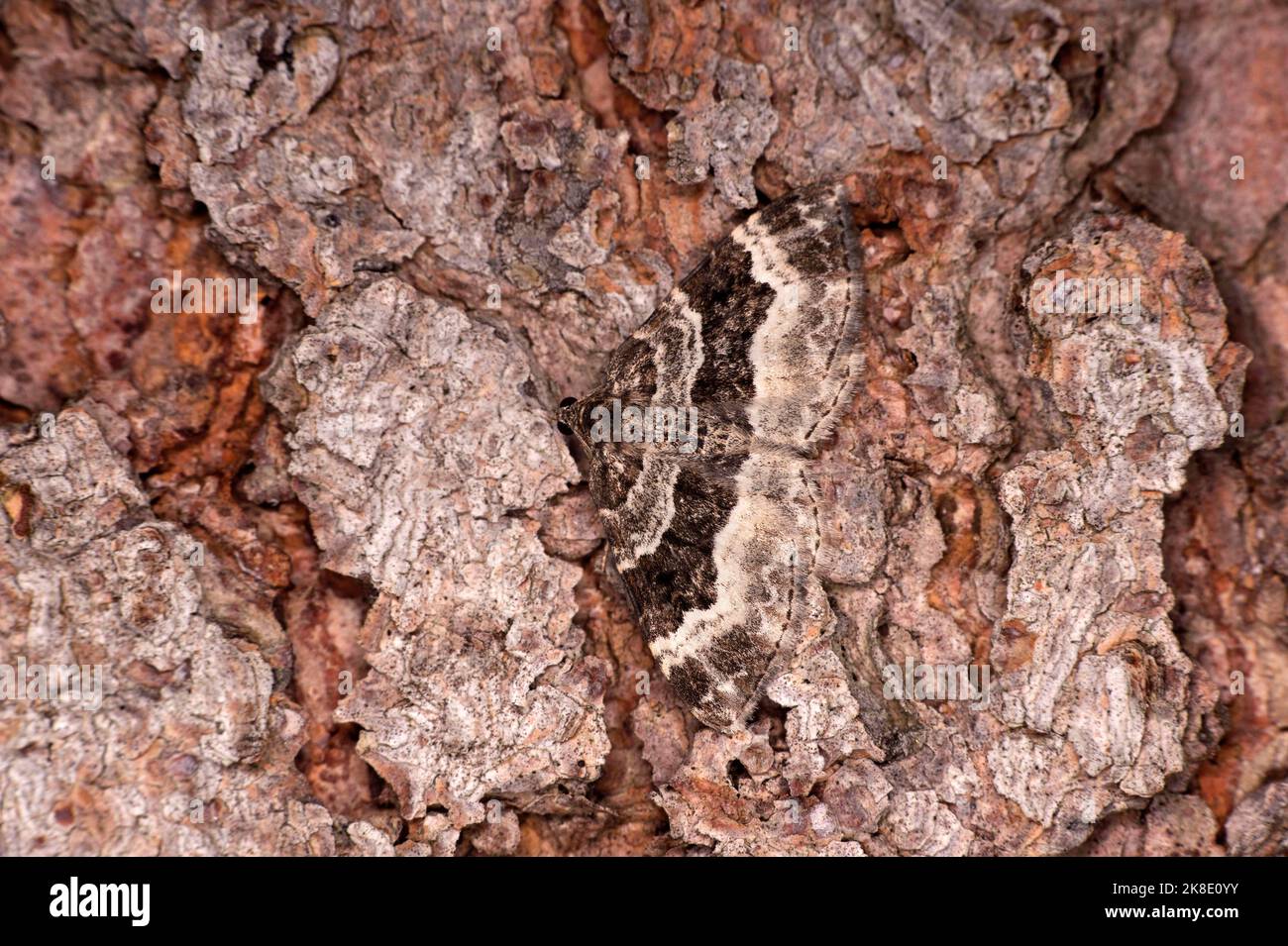 Perfect camouflage of the wood carpet (Epirrhoe rivata) on a spruce ...