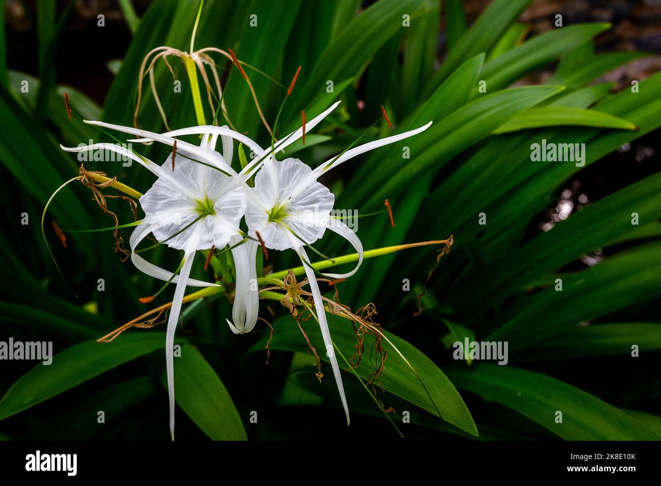 Spider lilly growing again a green garden area Stock Photo - Alamy