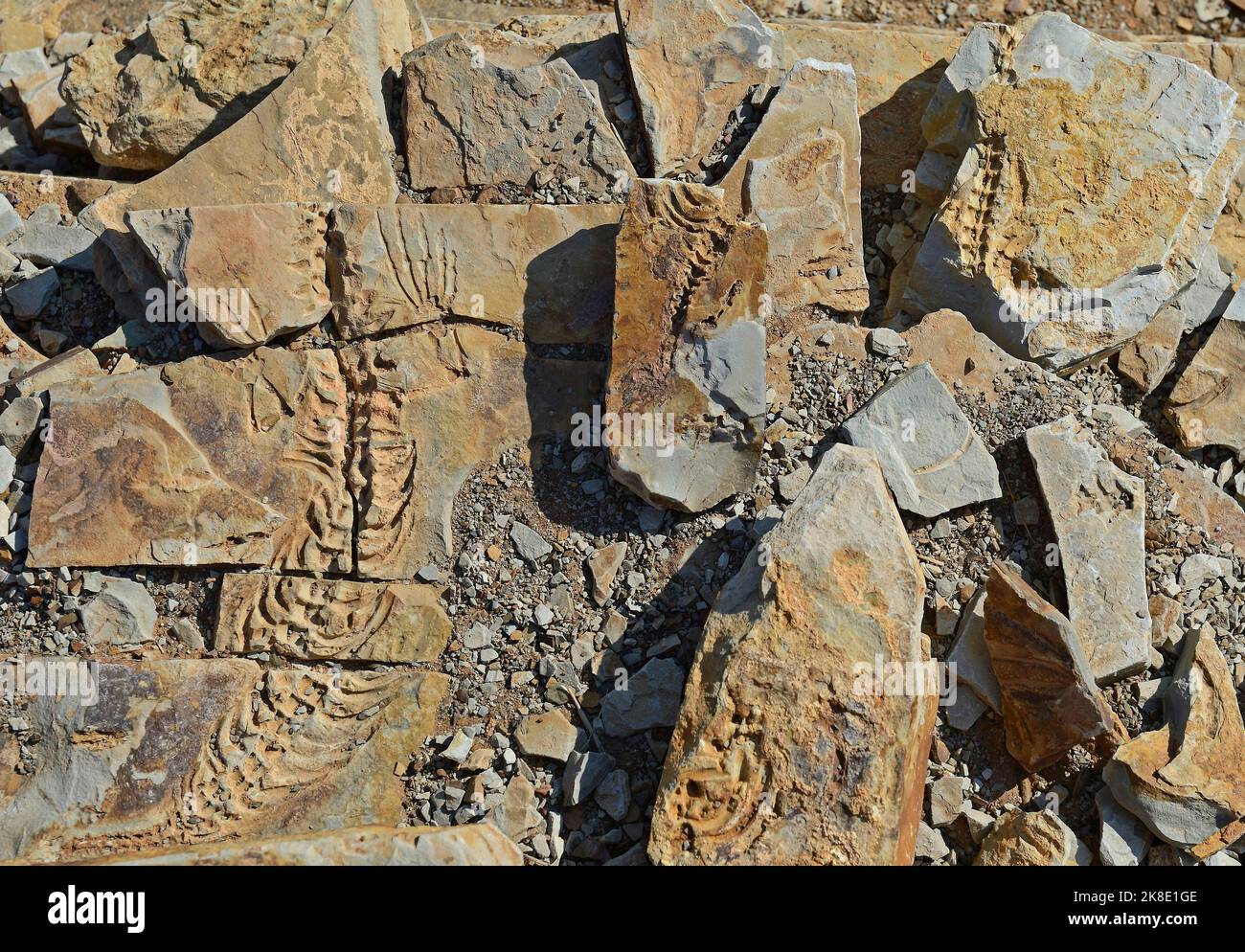 Approx. 300 million year old fossils of Mesosaurus tenuidens near ...