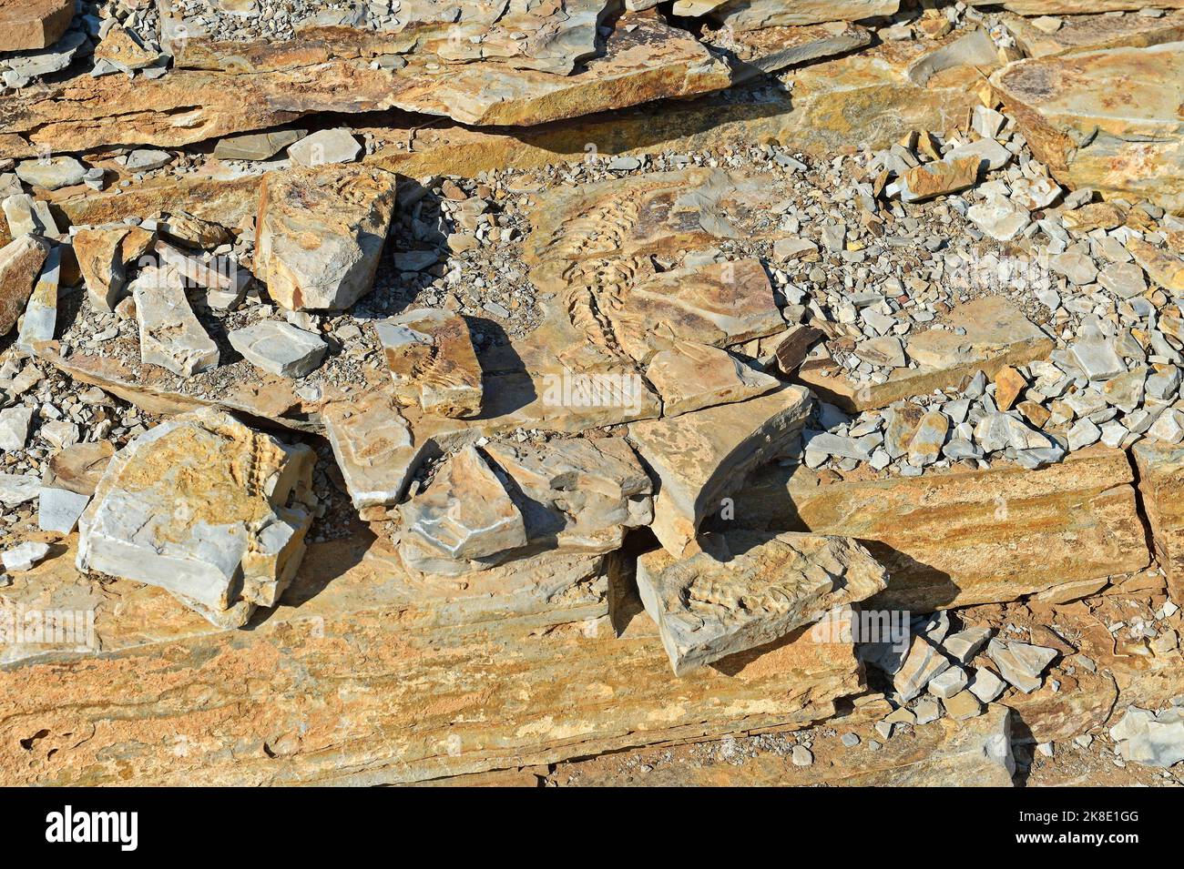 Approx. 300 million year old fossils of Mesosaurus tenuidens near ...