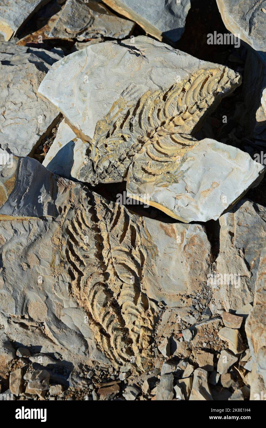 Mesosaurus fossils hi-res stock photography and images - Alamy