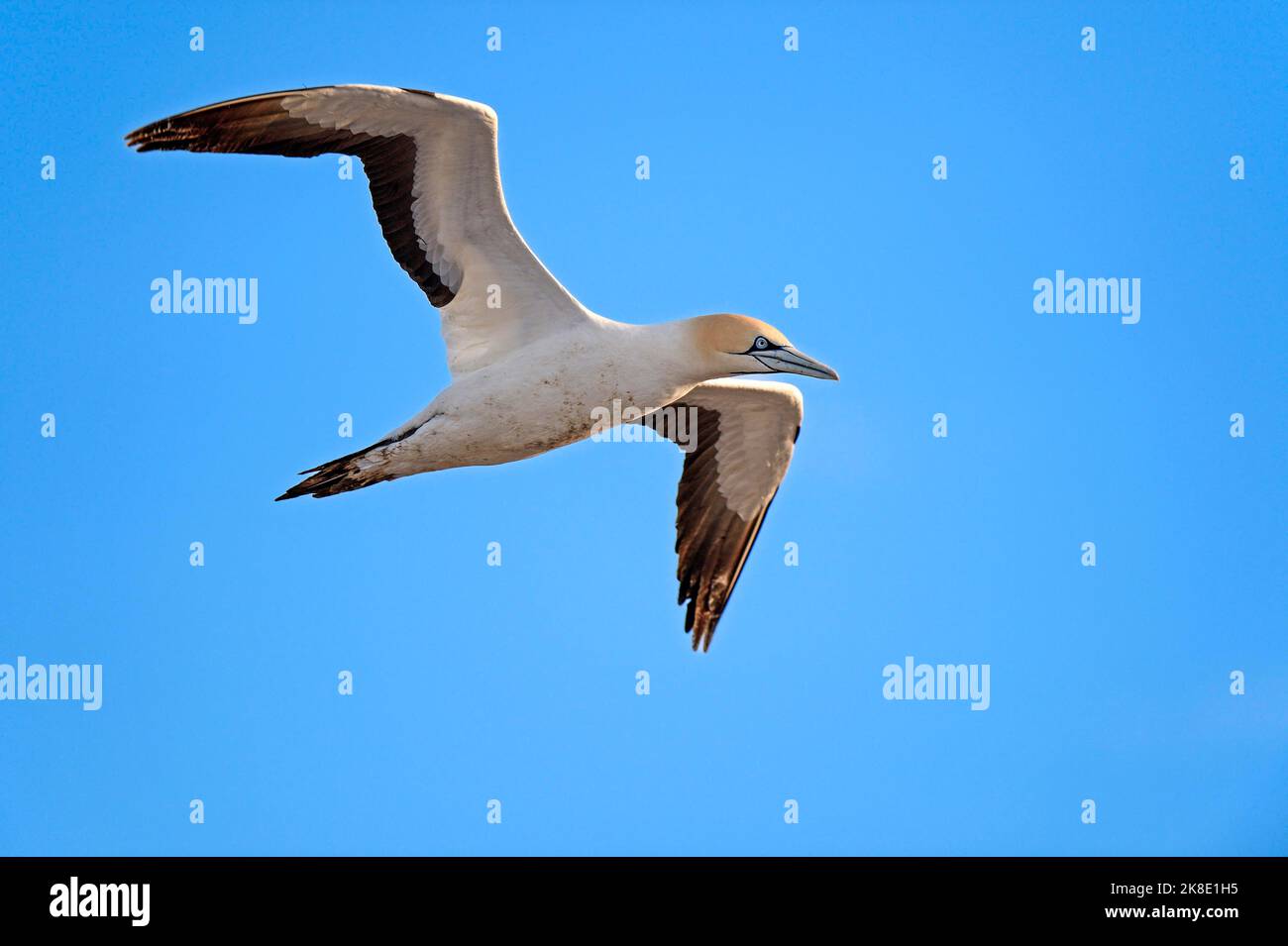 Cape Gannet (Morus capensis), Bird Island, Lamberts Bay, Western Cape ...