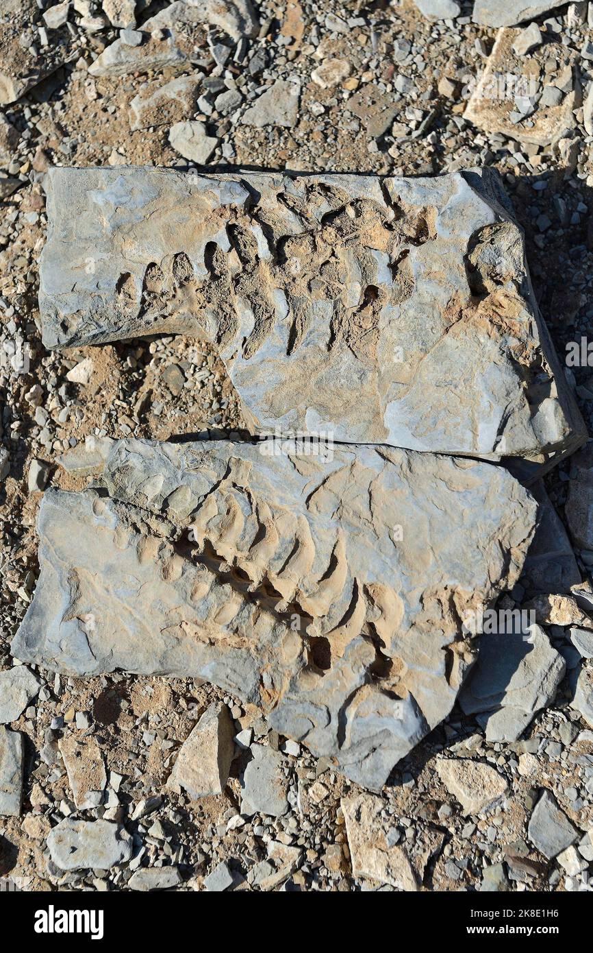 Approx. 300 million year old fossils of Mesosaurus tenuidens near ...
