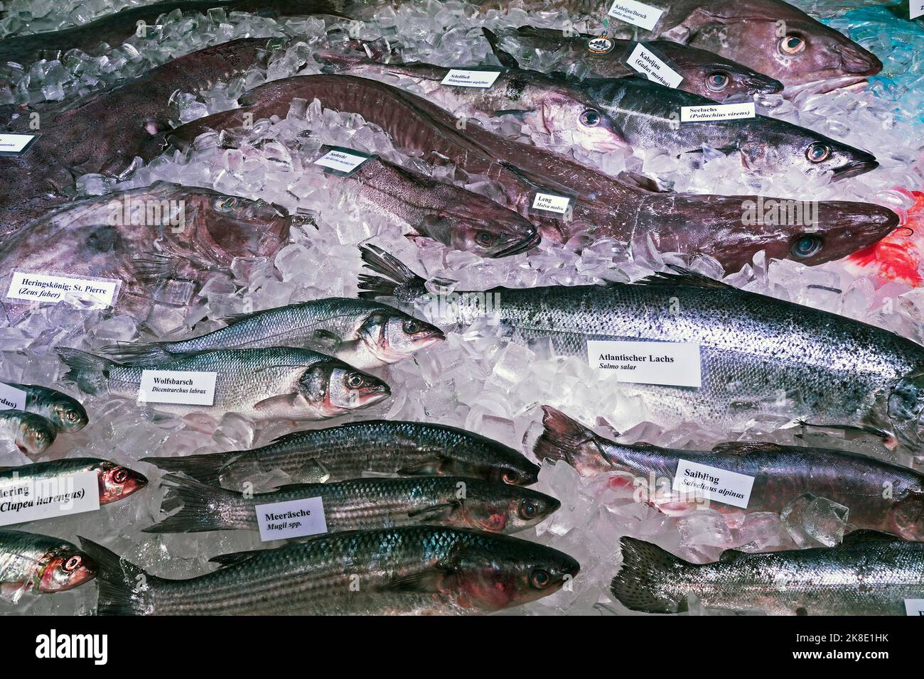 Various types of sea fish in a display, Berlin, Germany Stock Photo - Alamy