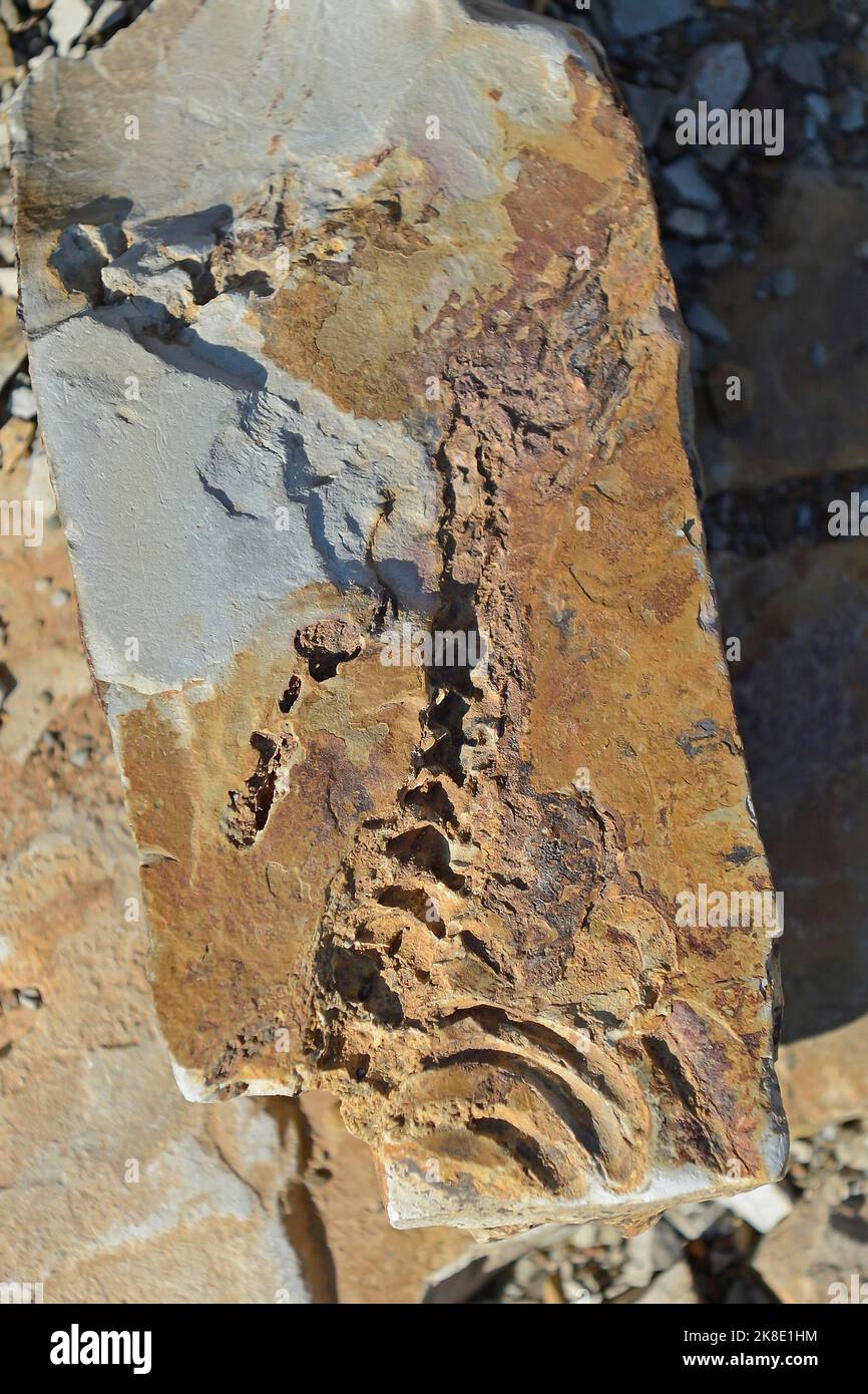 Approx. 300 million year old fossils of Mesosaurus tenuidens near ...