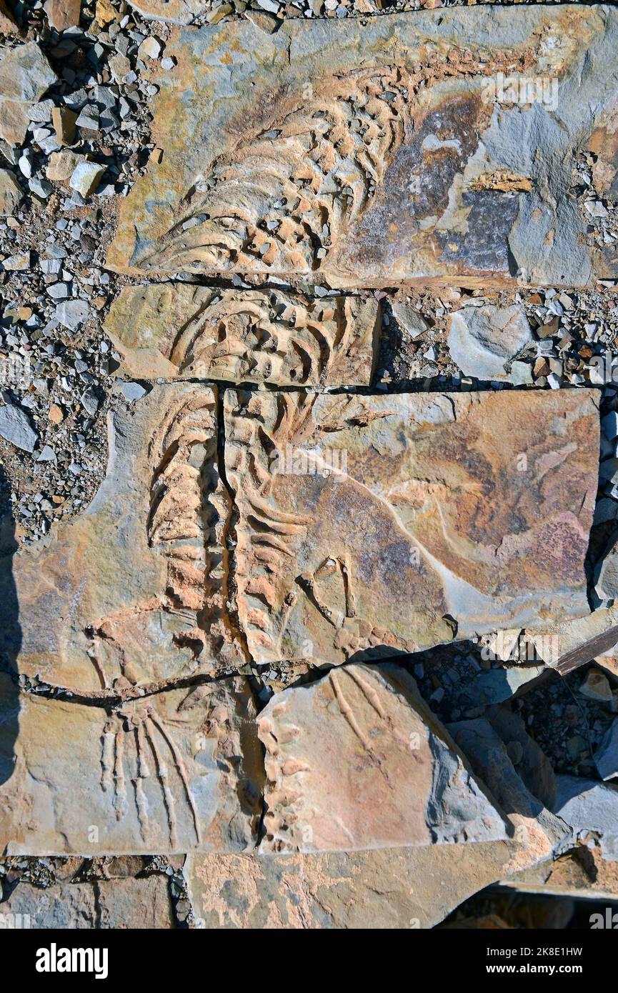 Approx. 300 million year old fossils of Mesosaurus tenuidens near ...