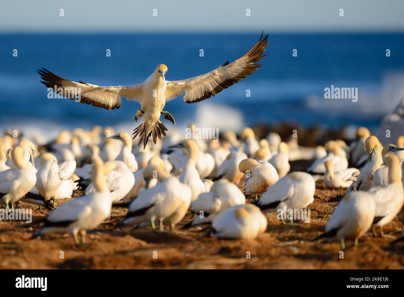 Cape gannet (Morus capensis), landing in colony, Bird Island, Lamberts ...