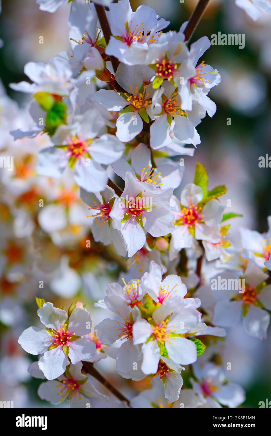 Flowering japanese cherry (Prunus serrulata), Berlin, Germany Stock ...