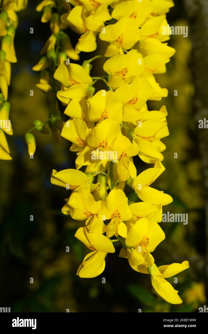 Golden open hi-res stock photography and images - Alamy