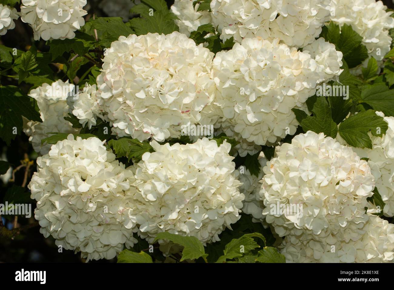 Common snowball Flower panicle with a few open white flowers and green ...