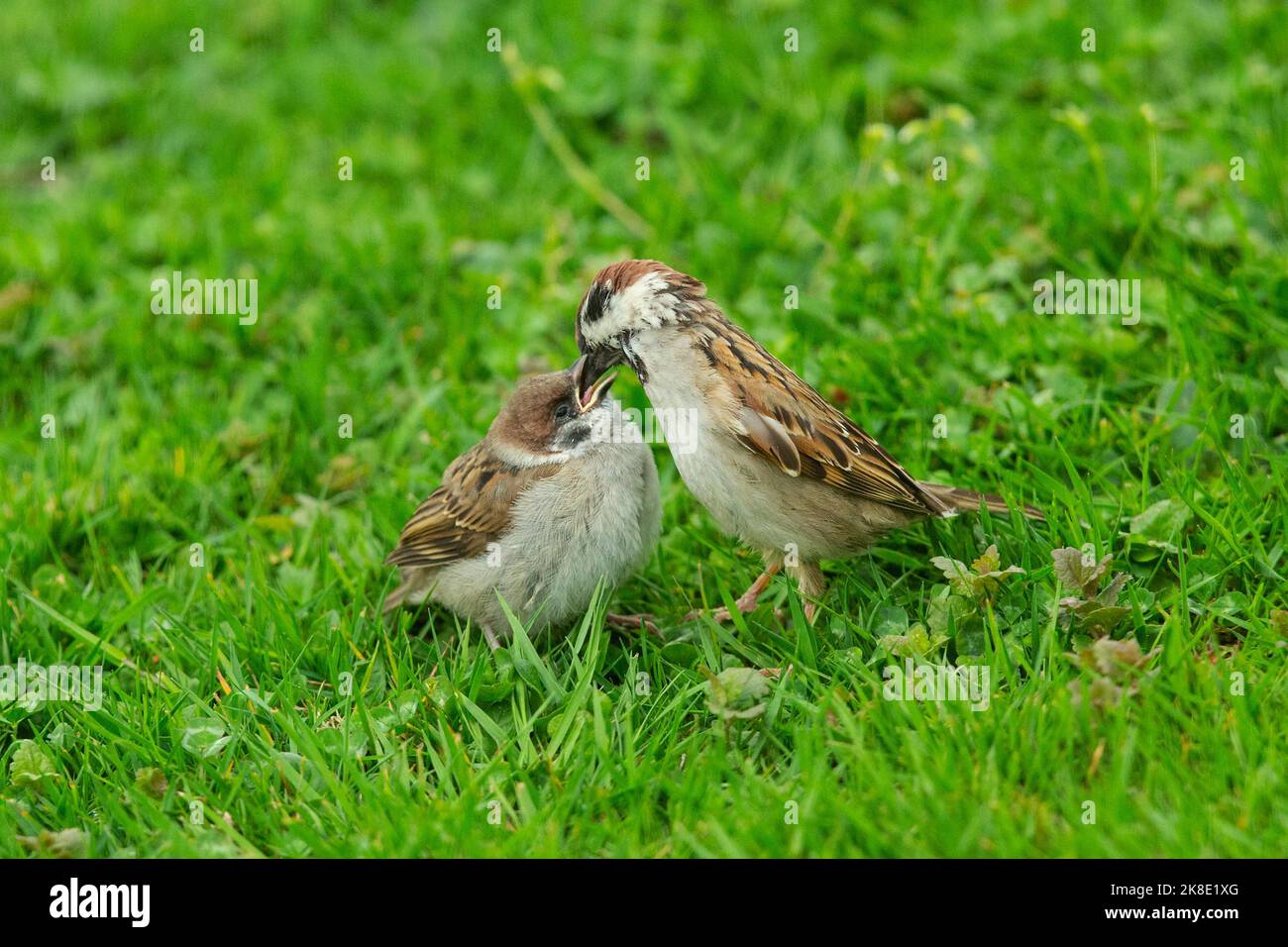Tree Sparrow Old bird Young bird feeding sitting in green grass looking ...