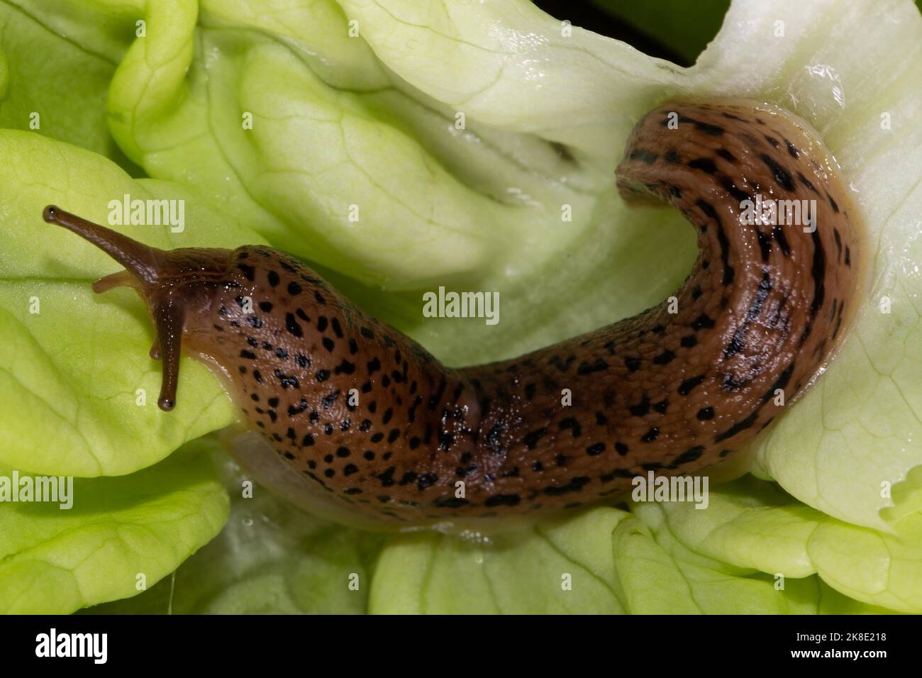 Tiger angel sitting on green lettuce leaf left sighted Stock Photo - Alamy