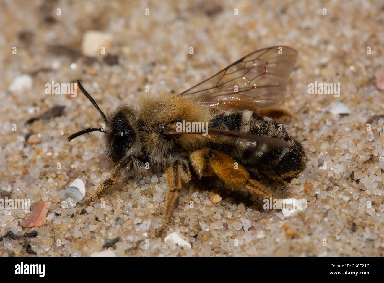 Red-legged sweat bee sitting on sand left sighted Stock Photo - Alamy