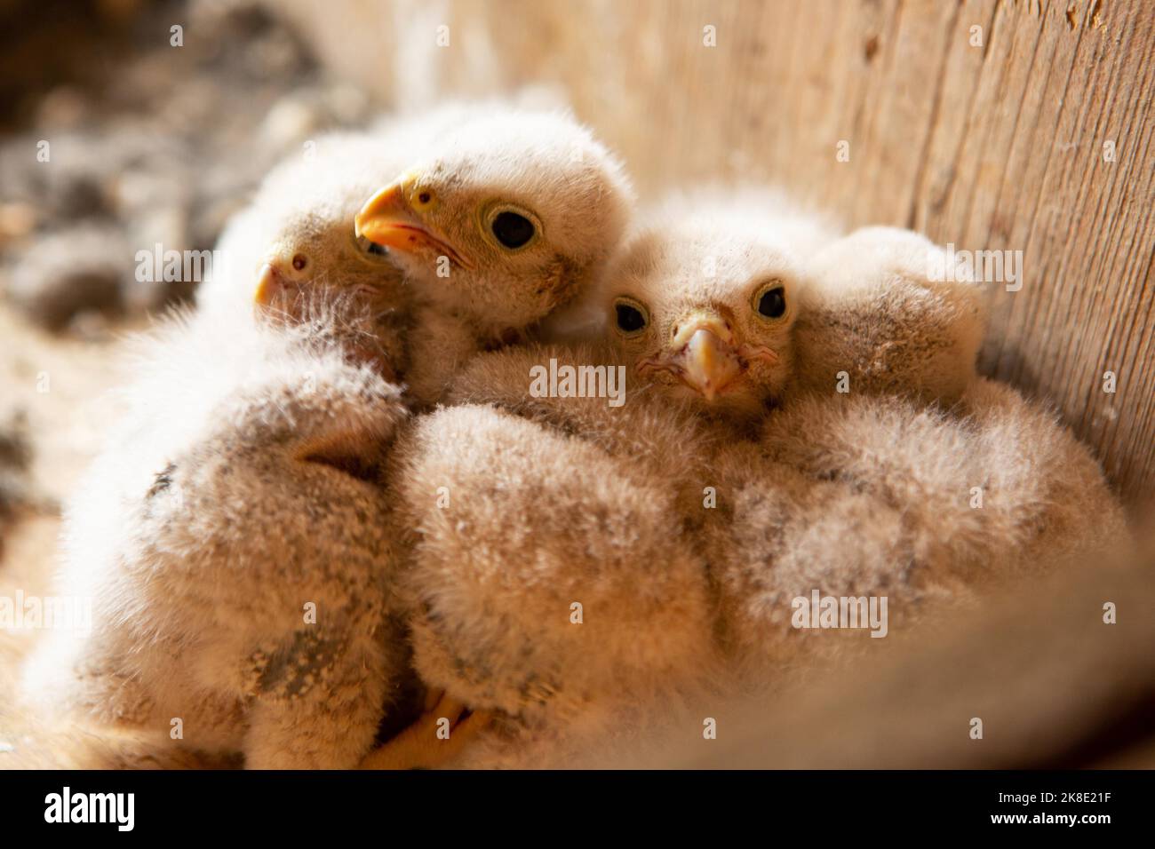 Kestrel four fledglings sitting in nest different sighting Stock Photo ...