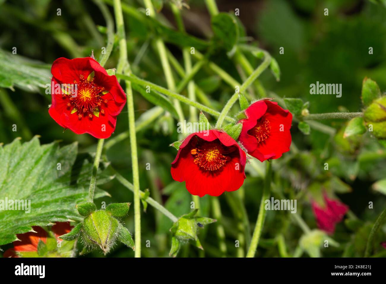 Red blood flower hi-res stock photography and images - Alamy