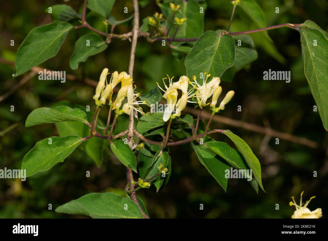 Inflorescence with open and closed flowers hi-res stock photography and ...