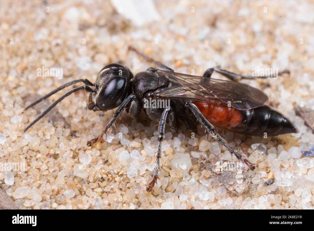 Cockroach hunting grasshopper wasp sitting on sand left looking Stock ...