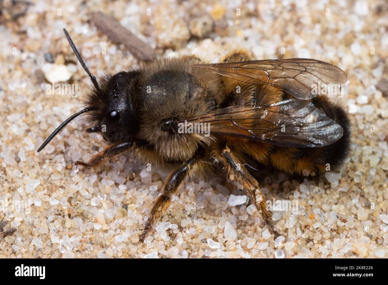 Red mason bee sitting on sand left looking Stock Photo - Alamy