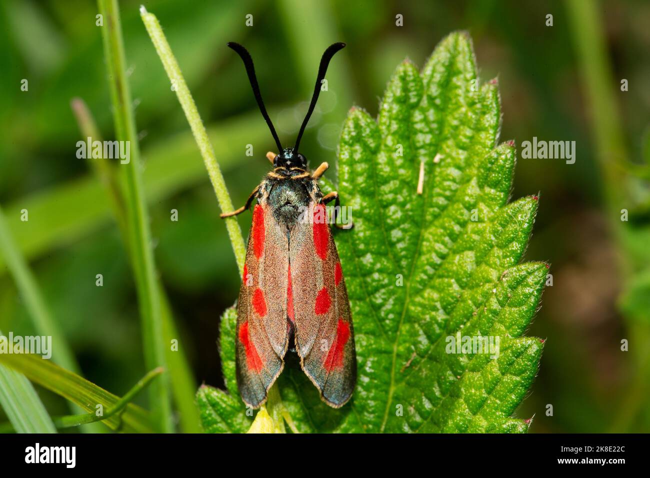 Butterfly leaf wings closed hi-res stock photography and images - Alamy