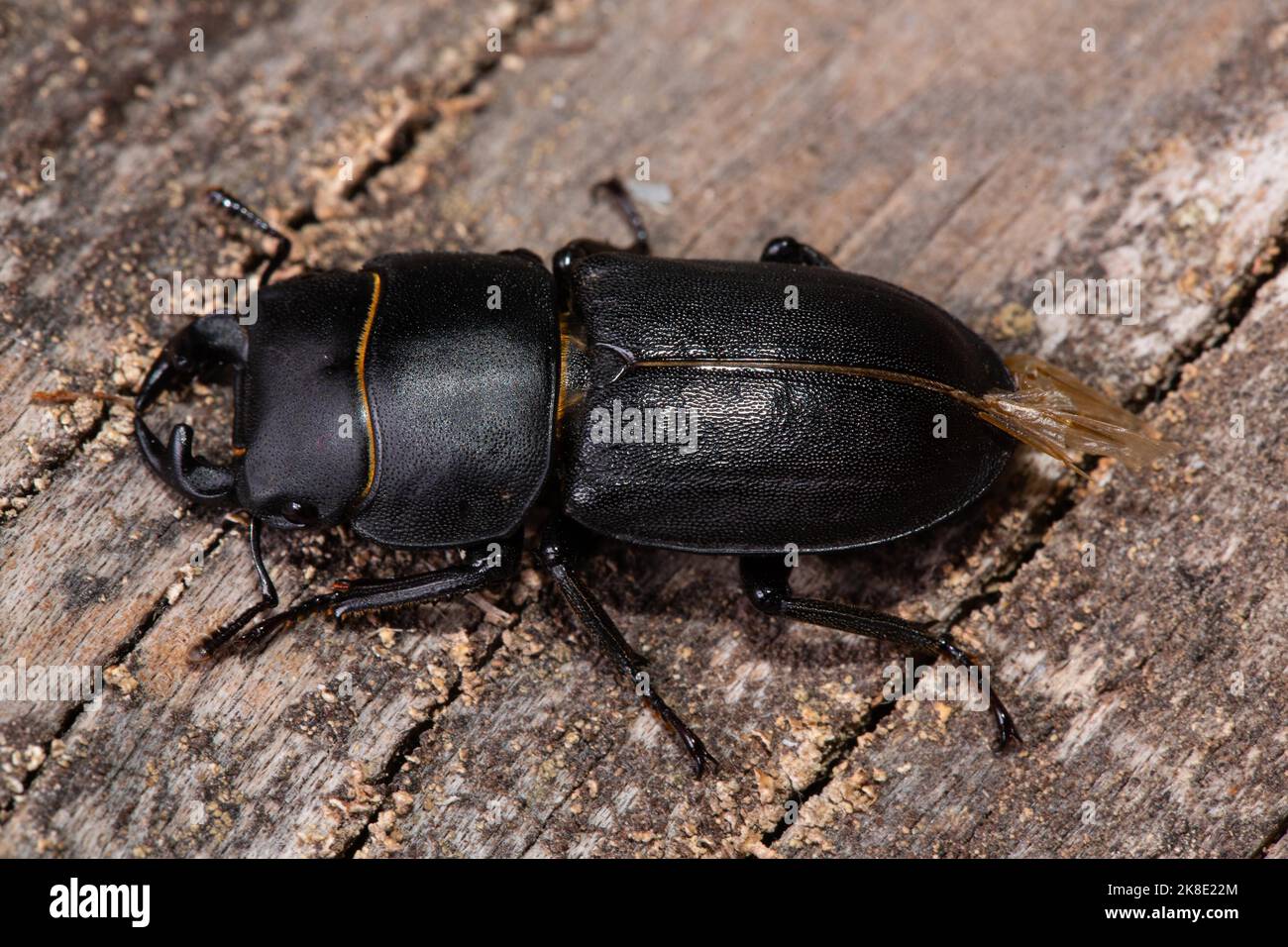 Tree beetle hi-res stock photography and images - Alamy