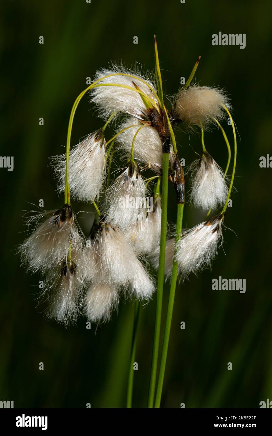 Broad-leaved cotton grass Inflorescence with several white flowers ...