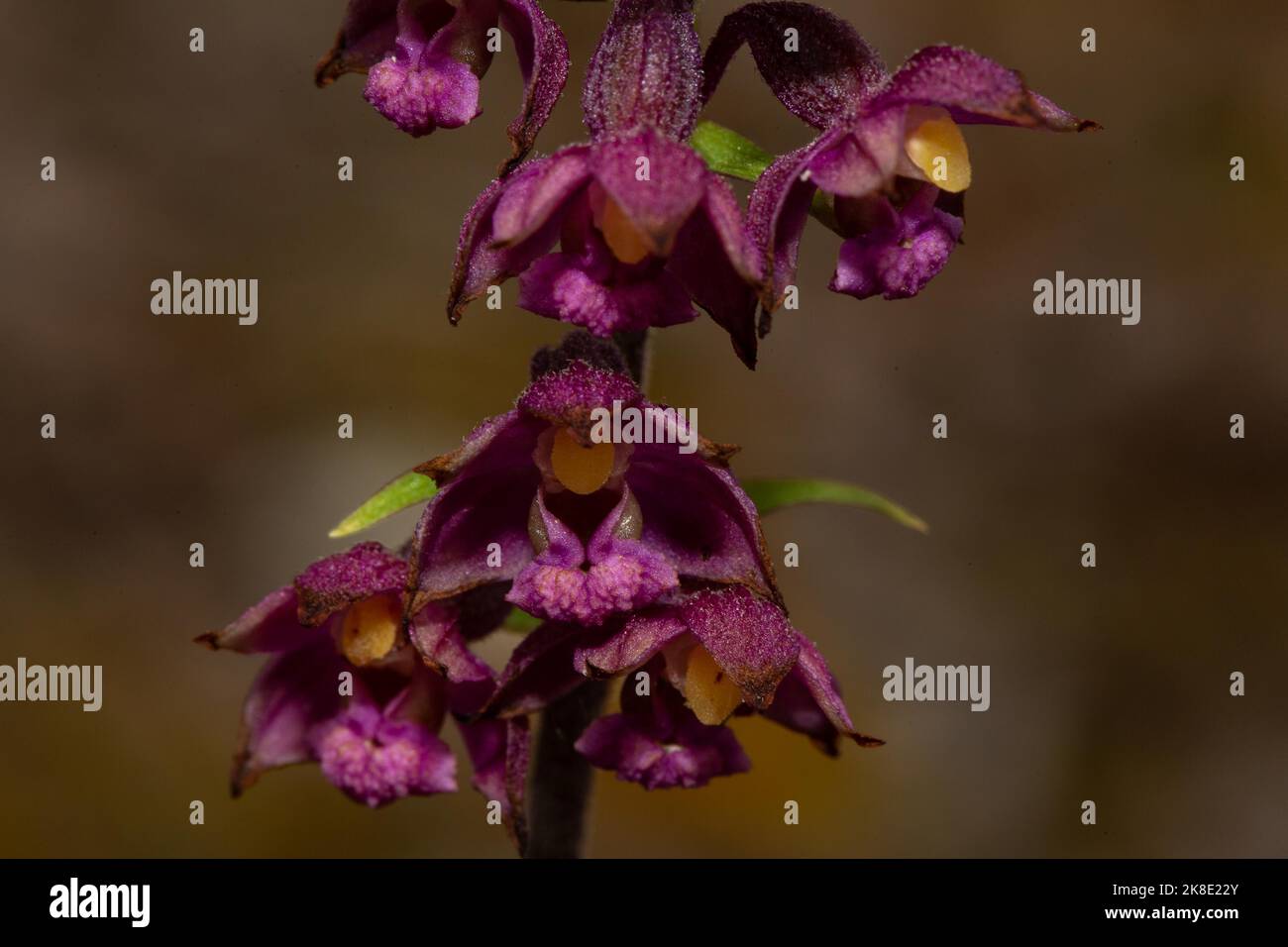 Brown orchid flower hi-res stock photography and images - Alamy