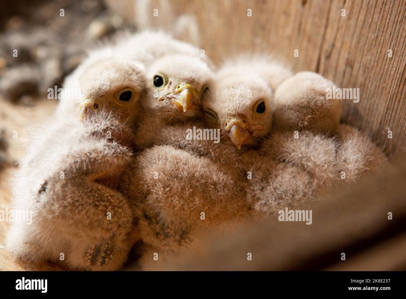 Kestrel four fledglings sitting in nest different sighting Stock Photo ...