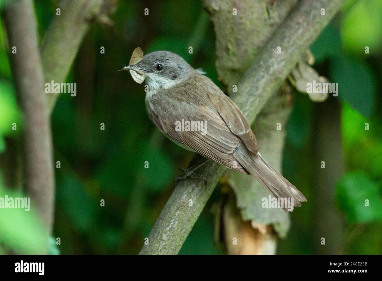 Clapper Warbler with Food in Beak Sitting on Branch Seen from Left ...