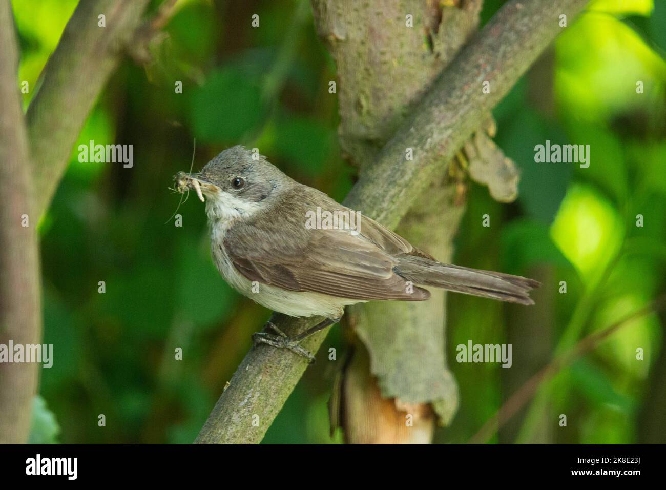 Clapper Warbler with Food in Beak Sitting on Branch Seen from Left ...