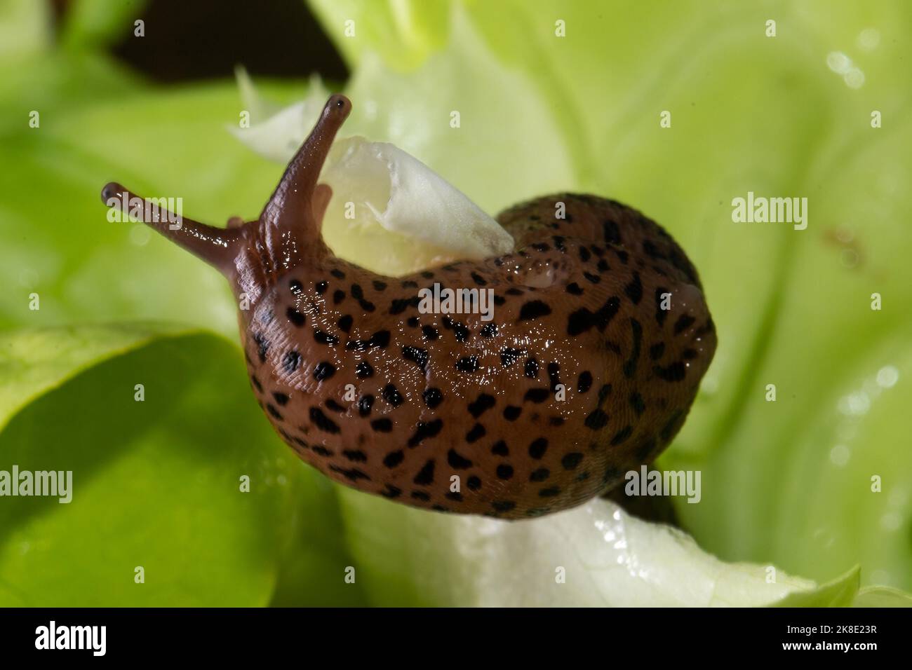 Tiger angel sitting on green lettuce leaf left sighted Stock Photo - Alamy