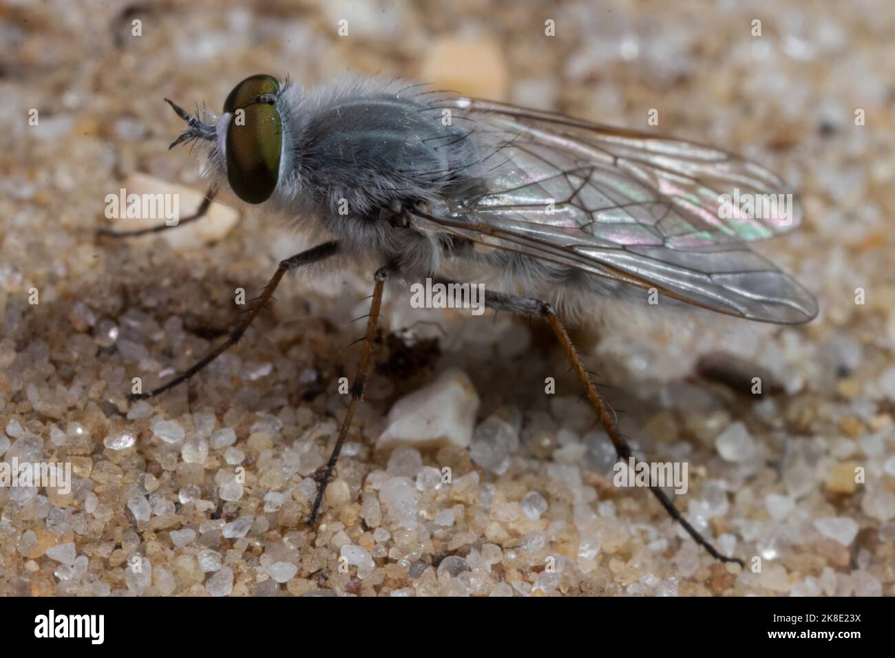 Flie flying insect hi-res stock photography and images - Alamy