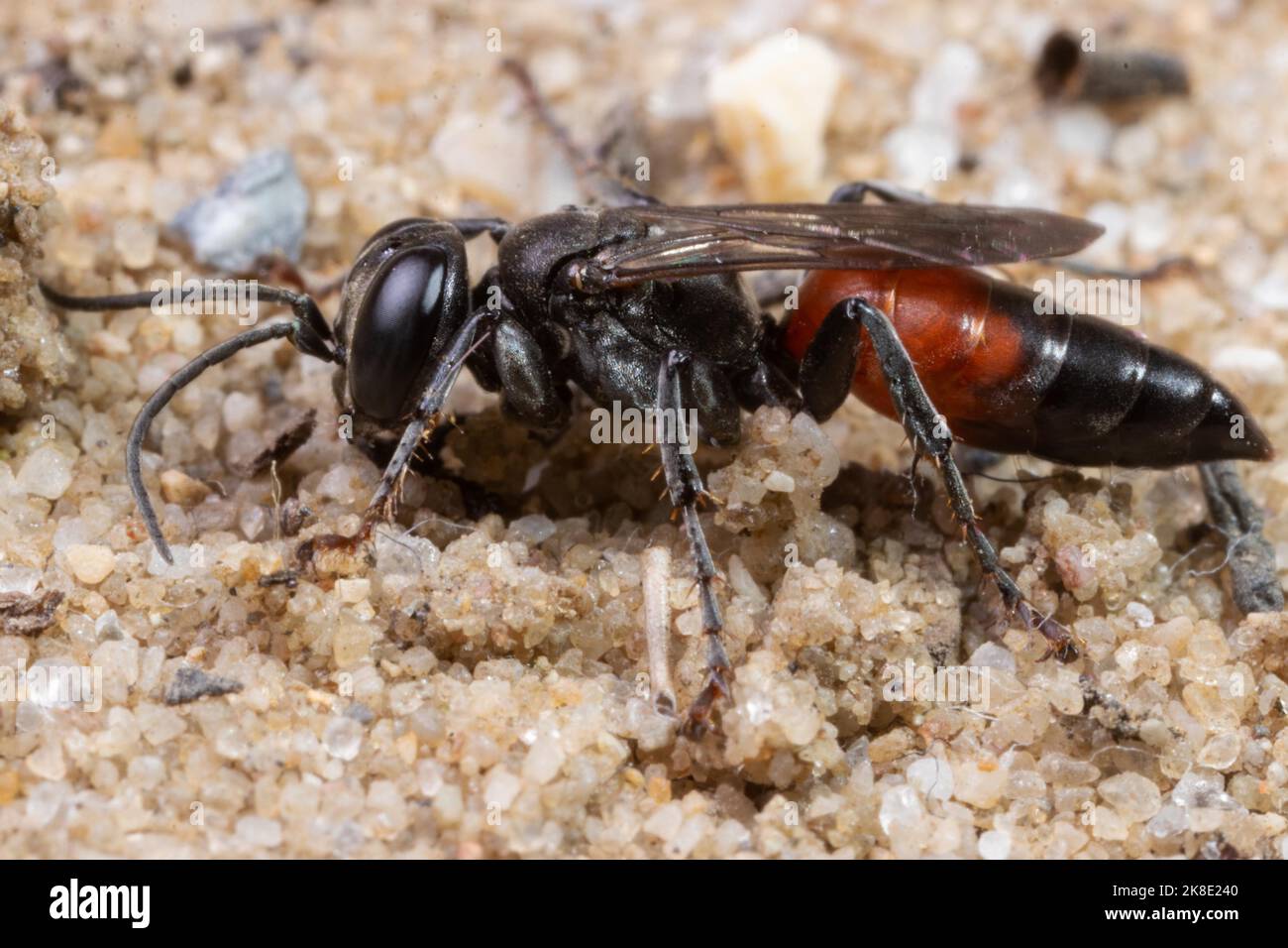 Cockroach hunting grasshopper wasp sitting on sand left looking Stock ...